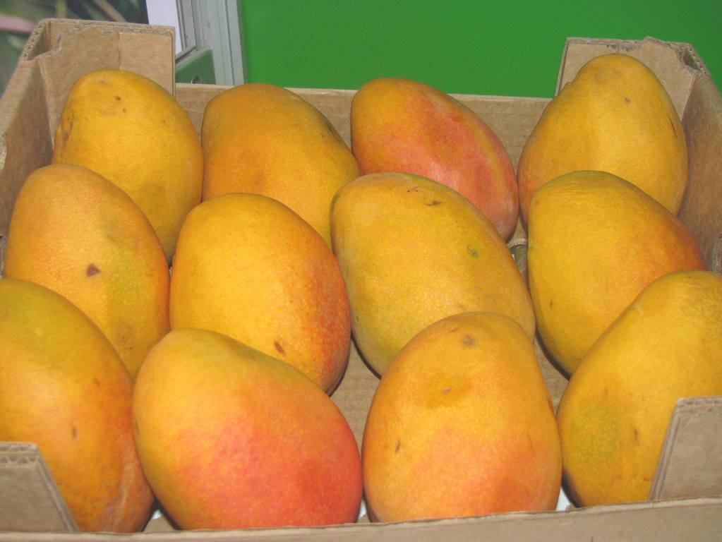 Las exportaciones de mango peruano se redujeron en lo que va de la ...