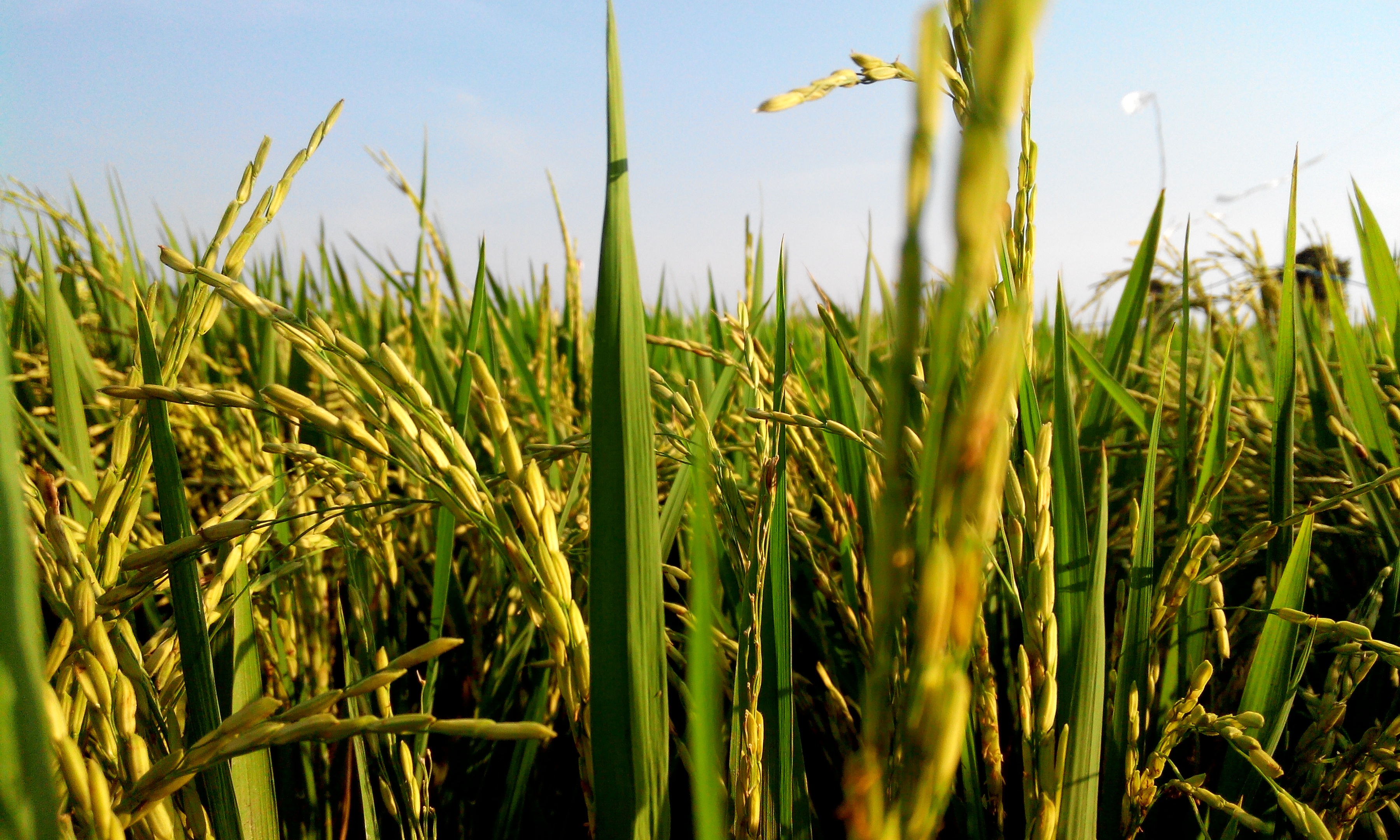 El arroz es uno de los cultivos que más agua consume: Innovación reduce ...