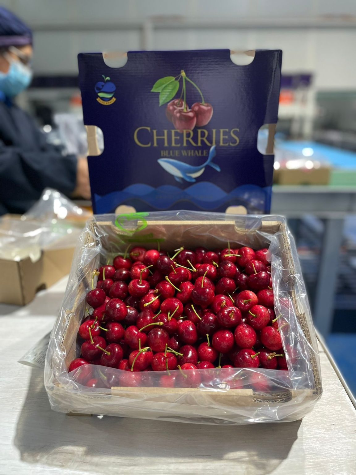 Cerezas chilenas llegan a ciudades chinas de Guangzhou y Shanghai ...