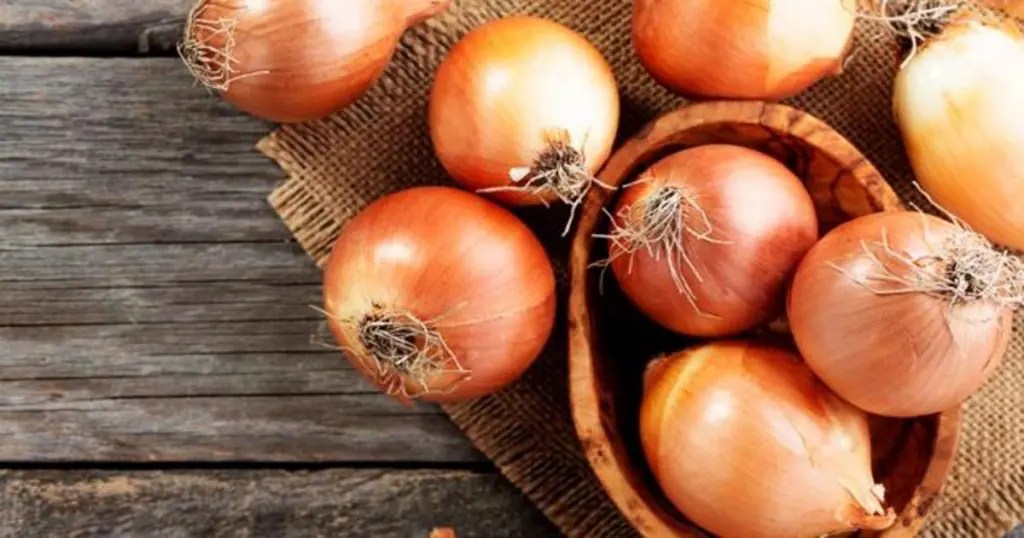 Aumentan las exportaciones de cebolla peruana en mayo – AgroChilePerú