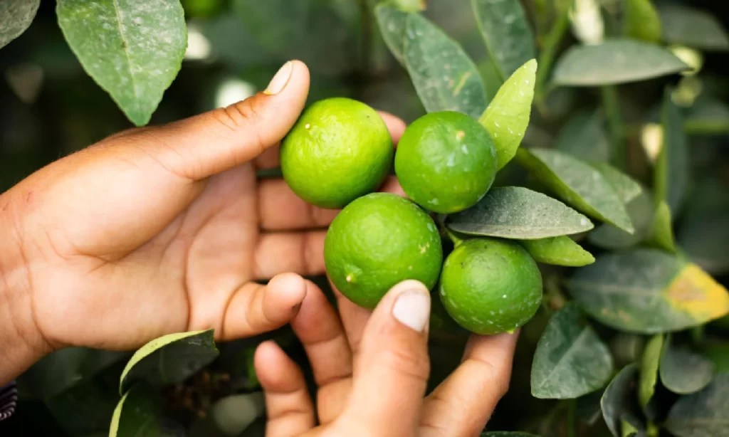 Exportación de limón fresco creció en mayo gracias al mayor interés de ...