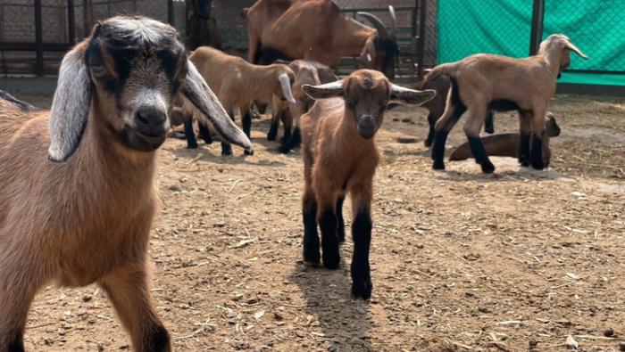MIDAGRI logra nacimiento de primeras cabras puras de raza alpino ...