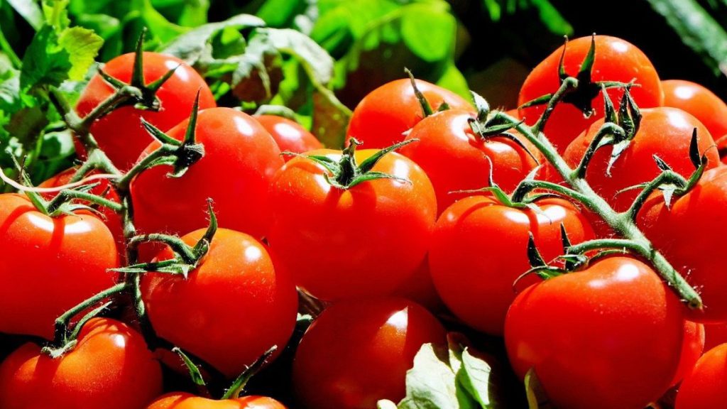 La exportación de tomate peruano no pudo recuperarse – AgroChilePerú